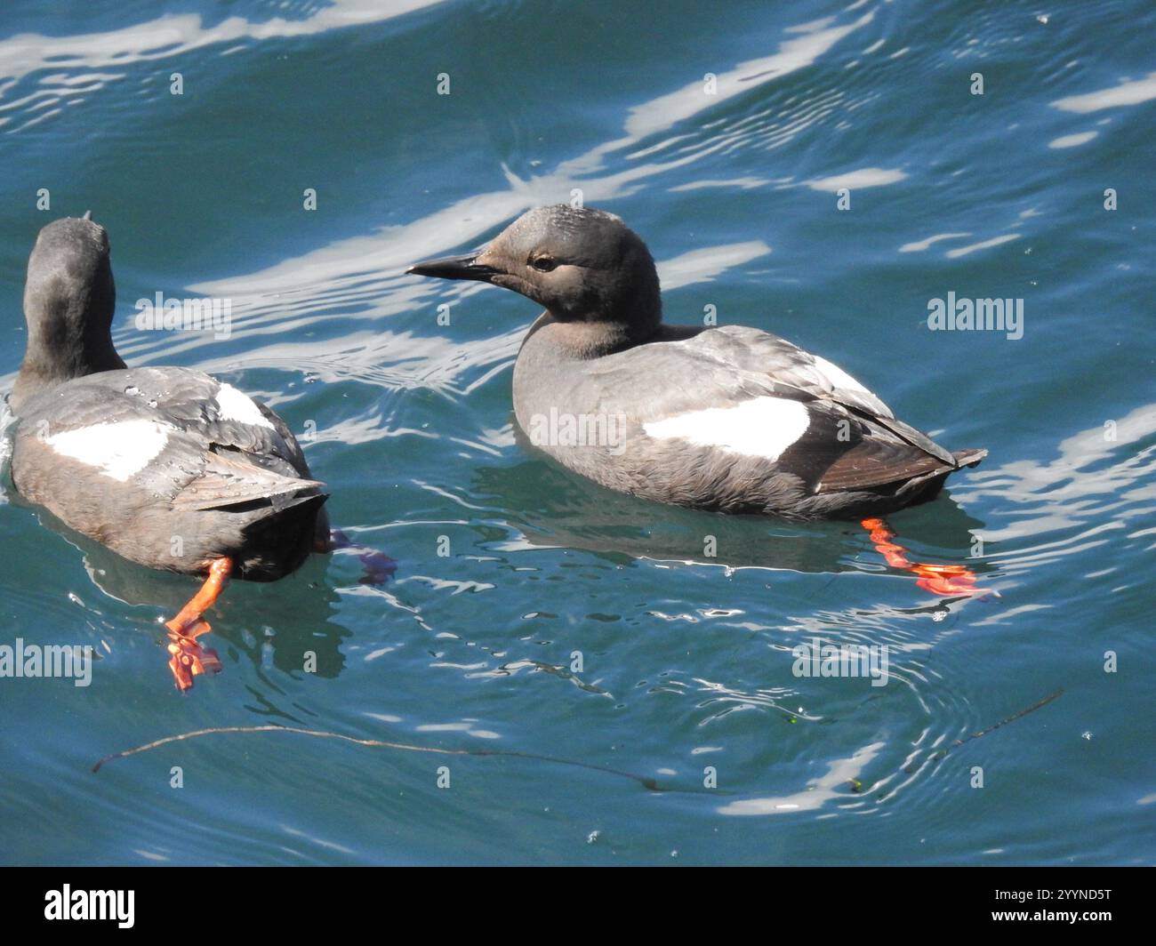 Pigeon Guillemot (Cepphus columba Stock Photo - Alamy