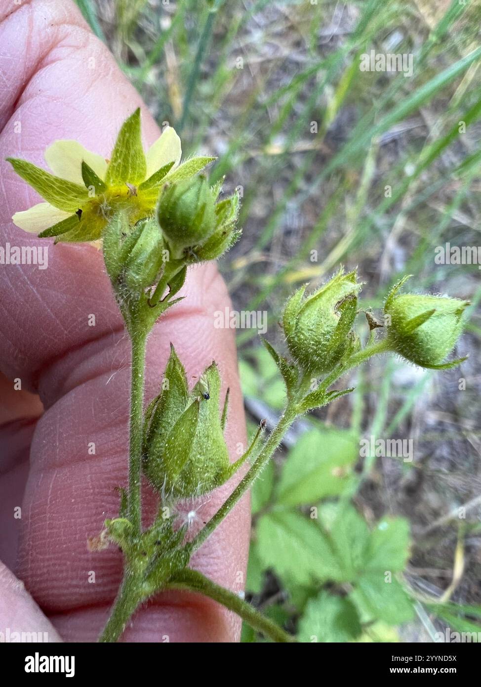 sticky cinquefoil (Drymocallis glandulosa Stock Photo - Alamy