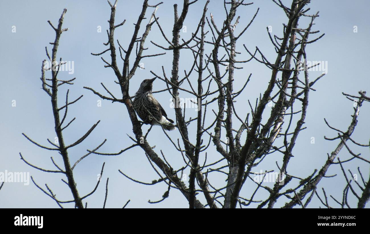 Northern nutcracker nucifraga caryocatactes hi-res stock photography ...