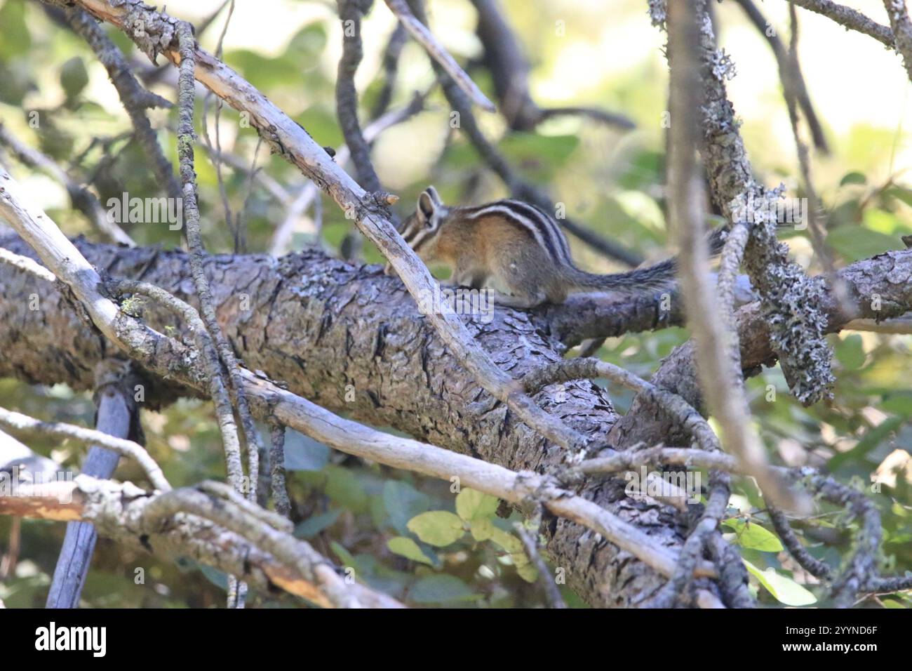 Western Chipmunks (Neotamias Stock Photo - Alamy