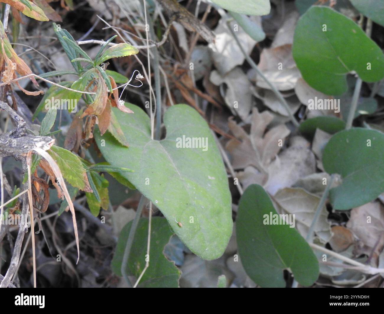 California Dutchman's Pipe (Aristolochia californica Stock Photo - Alamy