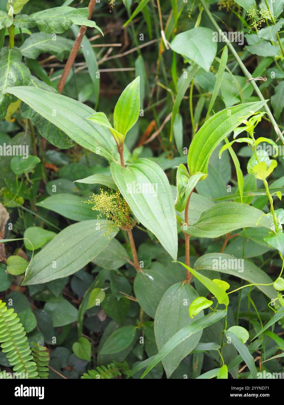 Common Melastoma (Melastoma candidum Stock Photo - Alamy