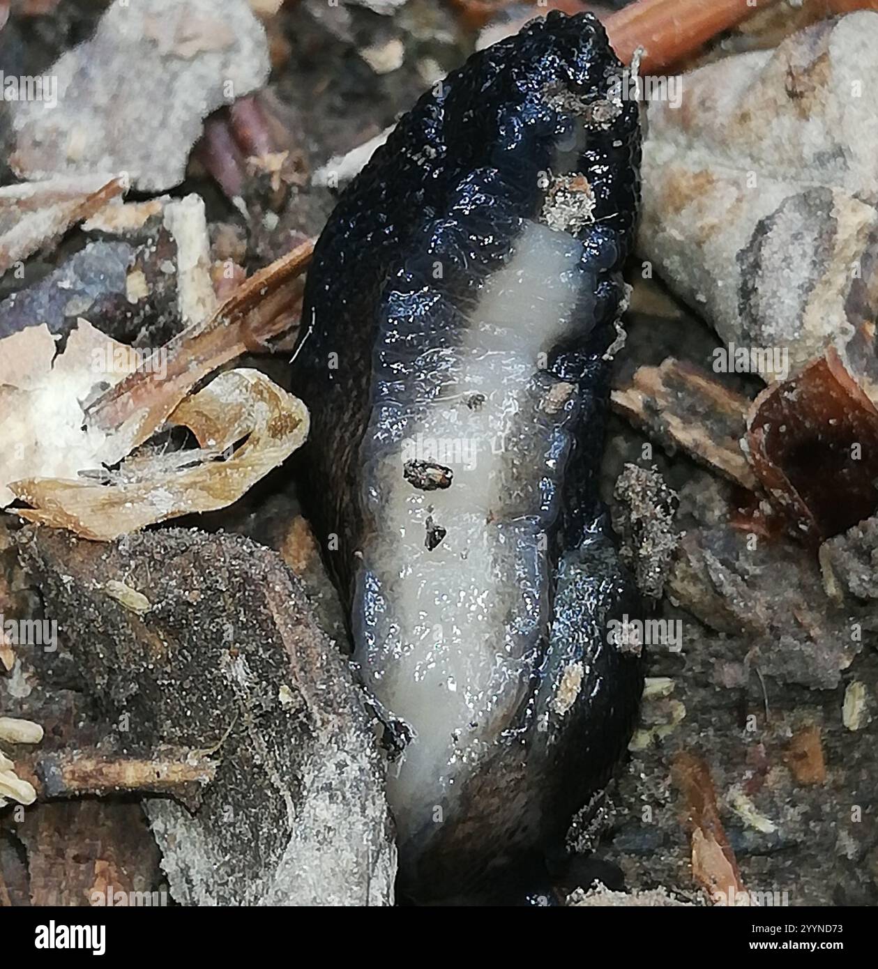 Ash-black Slug (Limax cinereoniger Stock Photo - Alamy