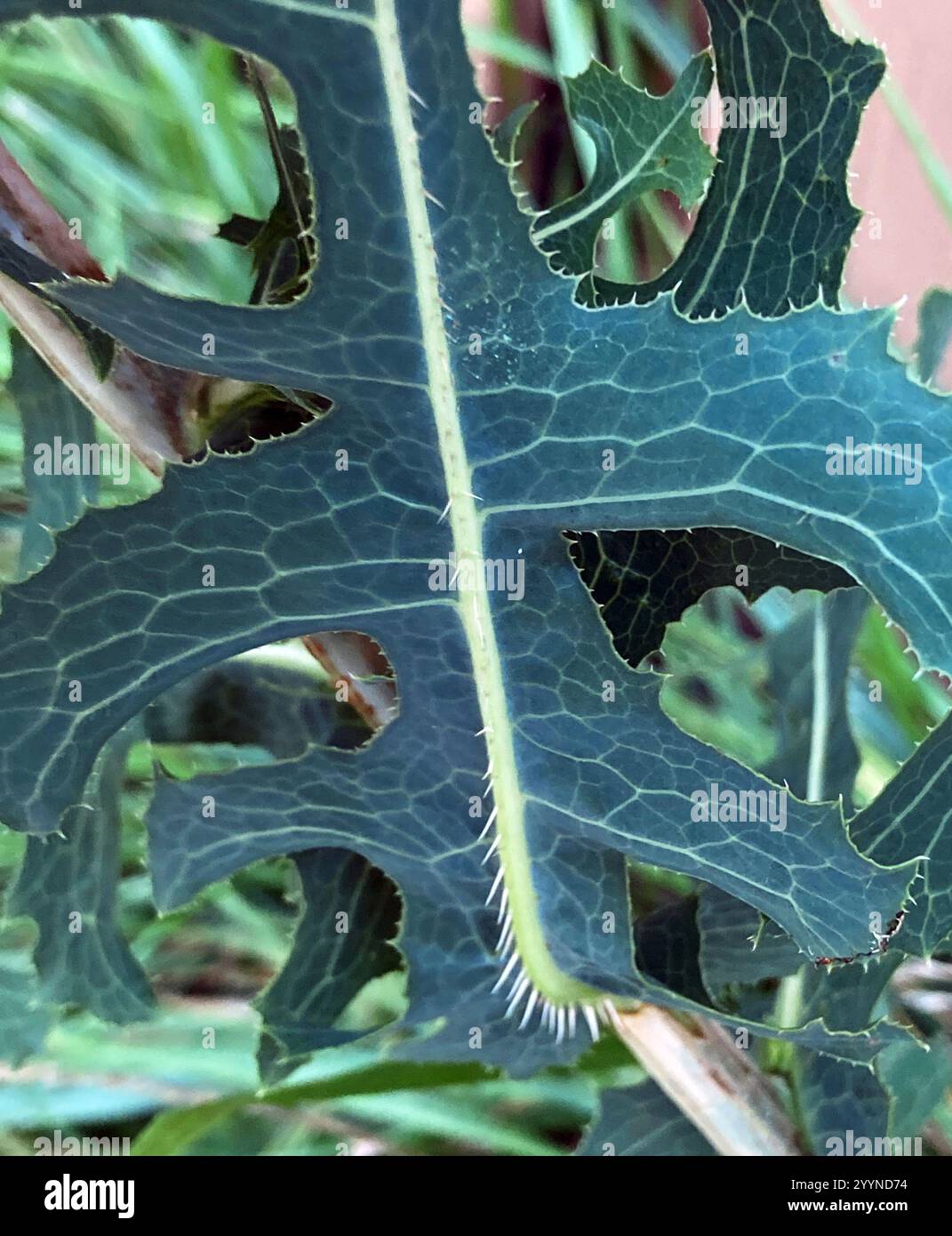 prickly lettuce (Lactuca serriola Stock Photo - Alamy