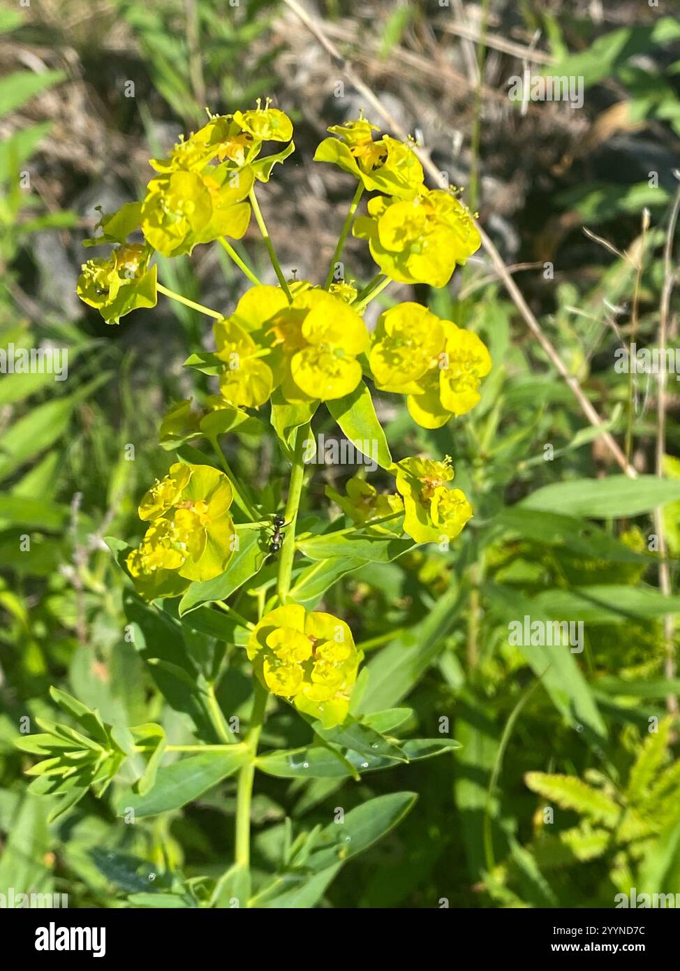 Slender Leafy Spurge (Euphorbia virgata Stock Photo - Alamy
