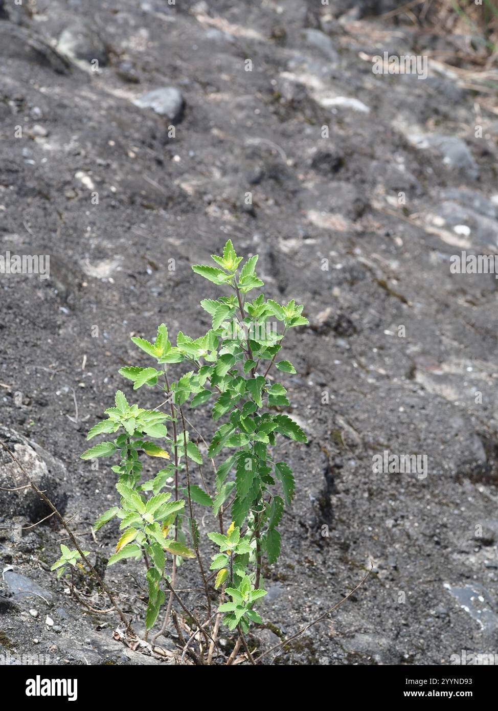 Common Bluebeard (Caryopteris incana Stock Photo - Alamy