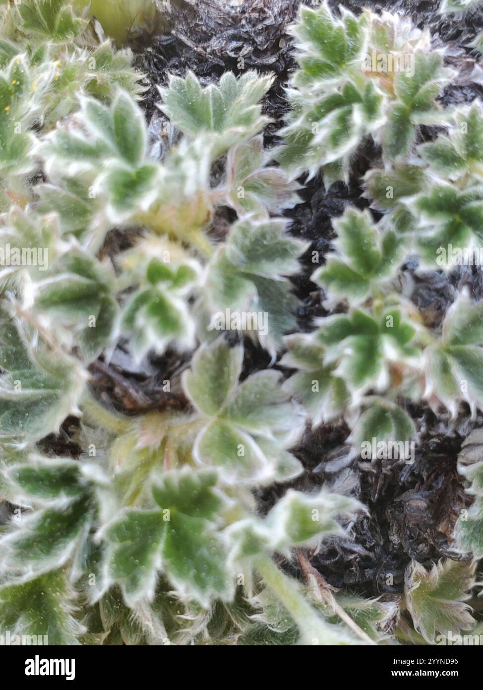 Northern Cinquefoil (Potentilla villosa Stock Photo - Alamy