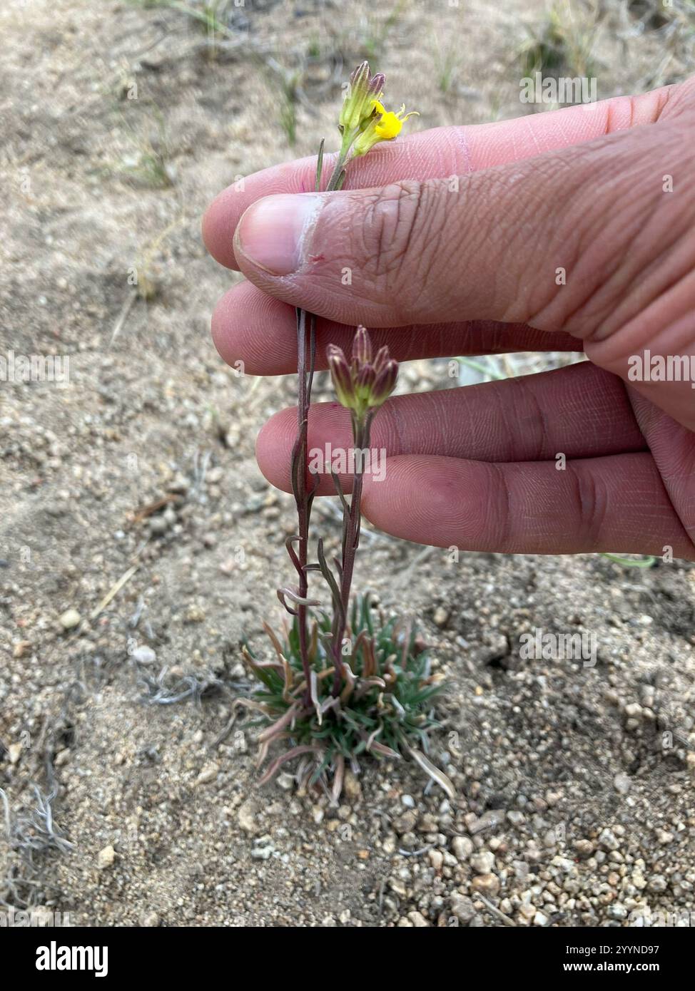 Western Wallflower (Erysimum capitatum Stock Photo - Alamy