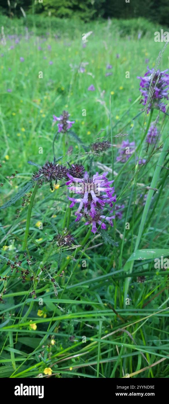 common hedge-nettle (Betonica officinalis Stock Photo - Alamy