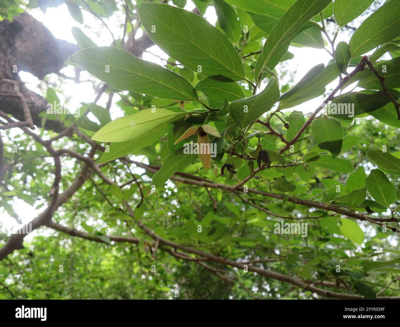 Sweetsop (Annona squamosa Stock Photo - Alamy
