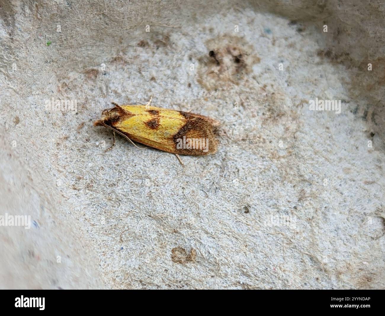 Knapweed Root Moth (Agapeta zoegana Stock Photo - Alamy