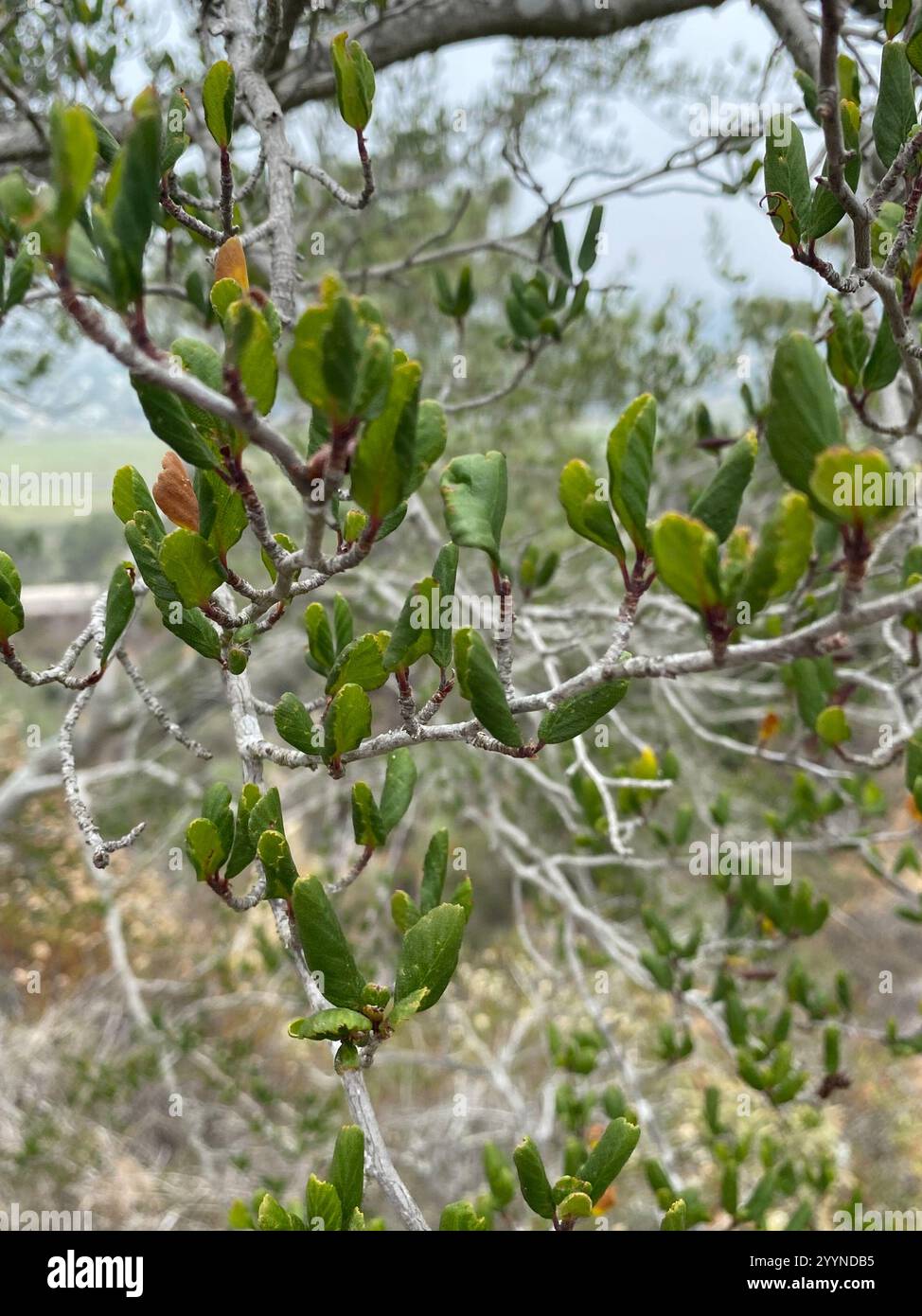 smooth mountain mahogany (Cercocarpus minutiflorus Stock Photo - Alamy