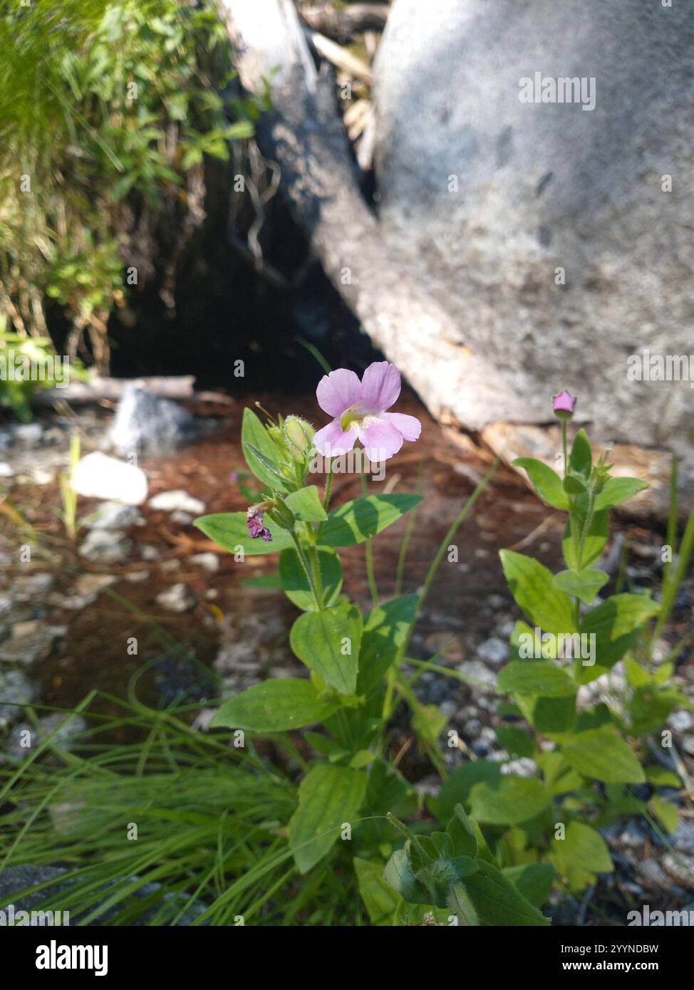 Lewis' monkeyflower (Erythranthe lewisii Stock Photo - Alamy
