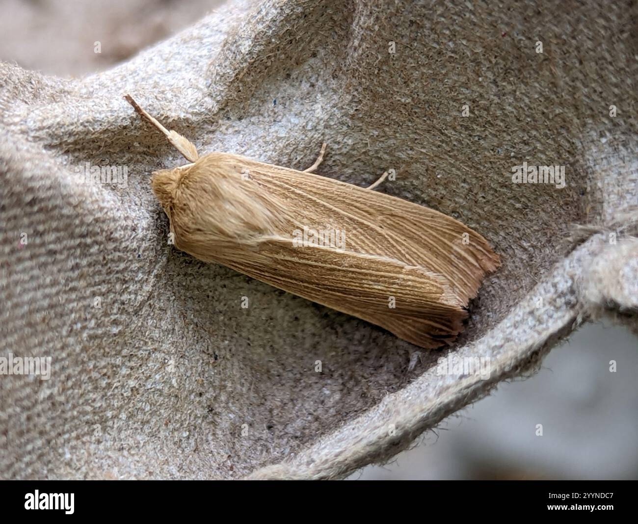 Common Wainscot (Mythimna pallens Stock Photo - Alamy