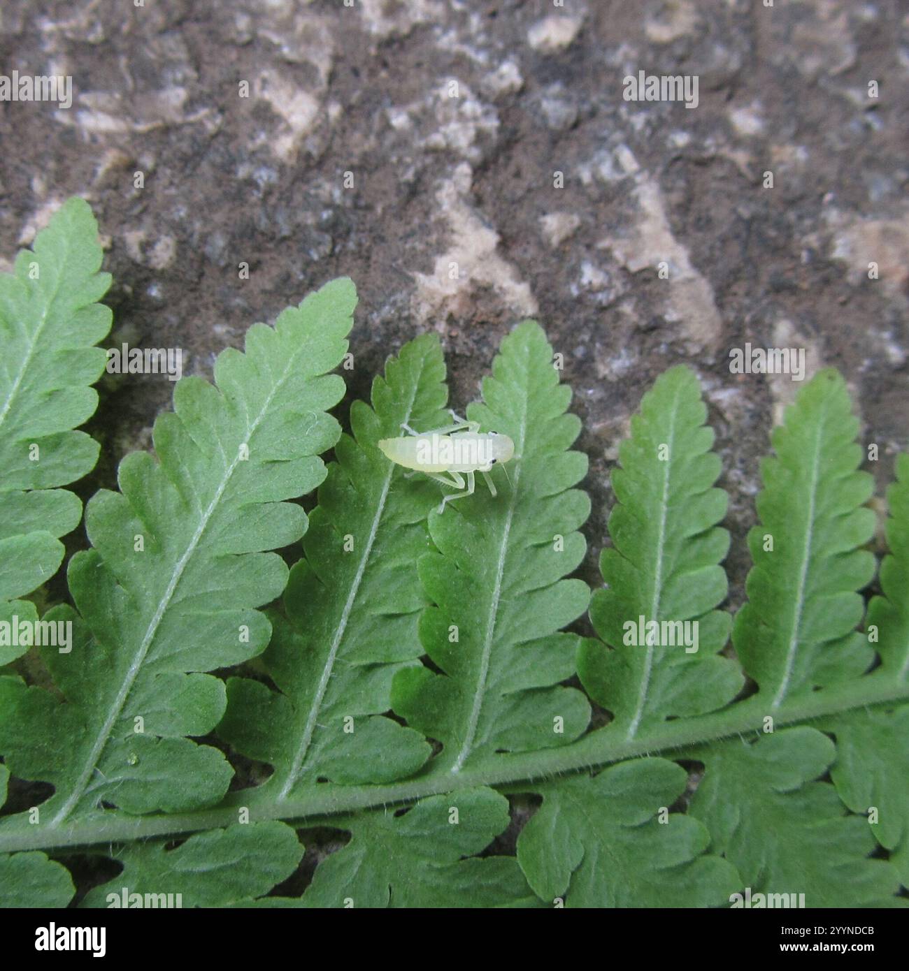 Winged and Once-winged Insects (Pterygota Stock Photo - Alamy