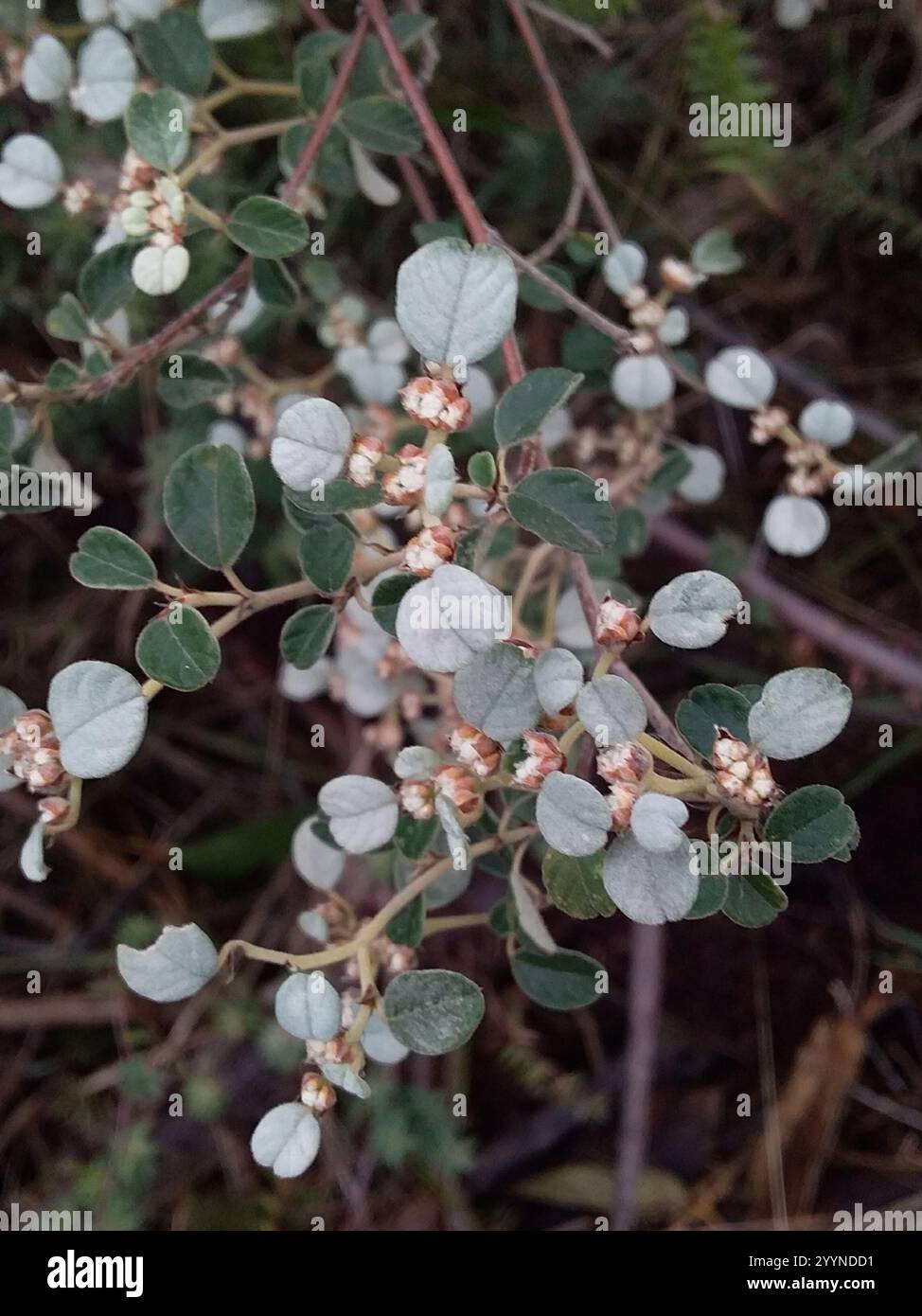 Spyridium hi-res stock photography and images - Alamy