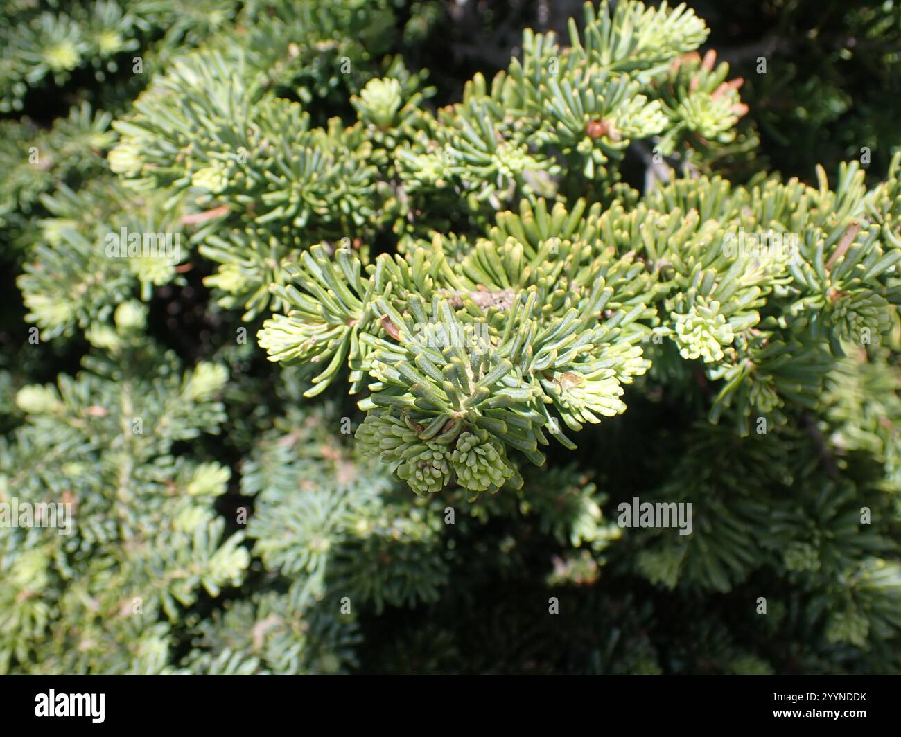 subalpine fir (Abies lasiocarpa Stock Photo - Alamy