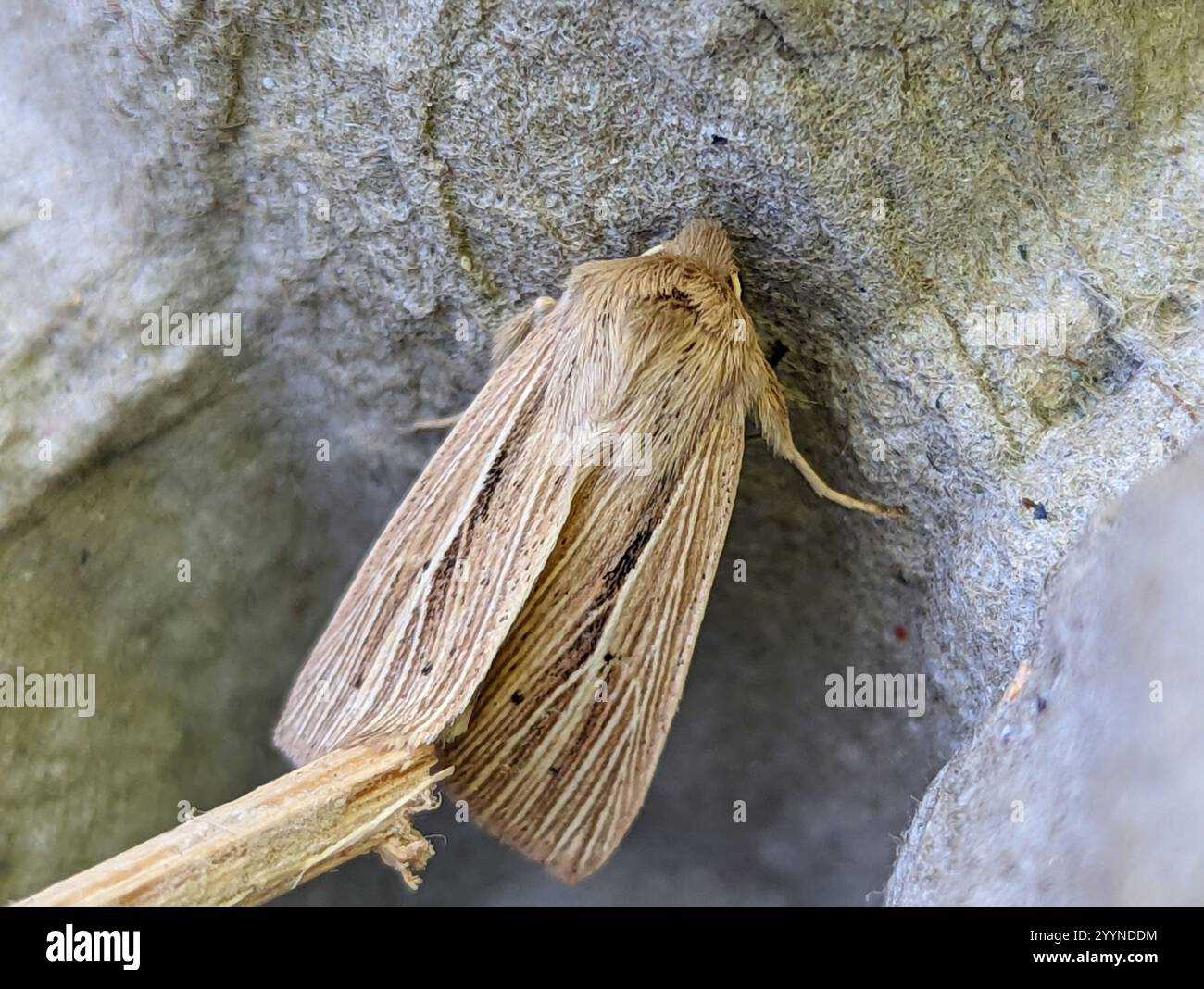 Smoky wainscot hi-res stock photography and images - Alamy