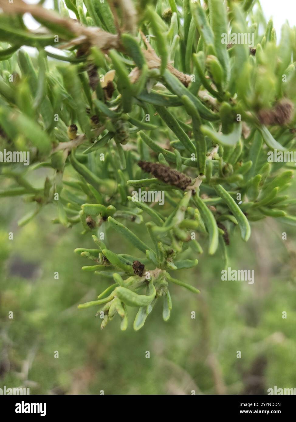 Greasewood (Sarcobatus vermiculatus Stock Photo - Alamy