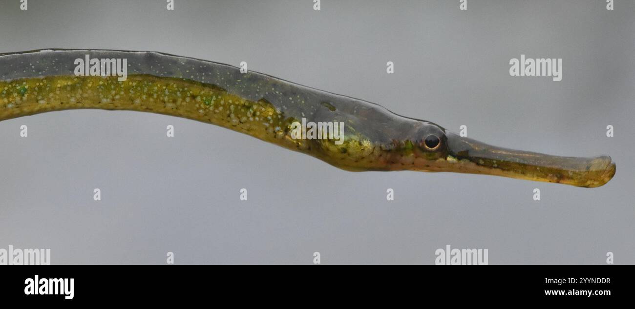 Kelp Pipefish (Syngnathus californiensis Stock Photo - Alamy