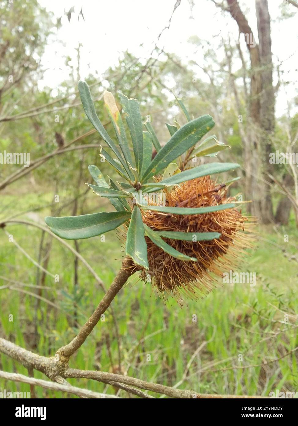 Silver Banksia (Banksia marginata Stock Photo - Alamy