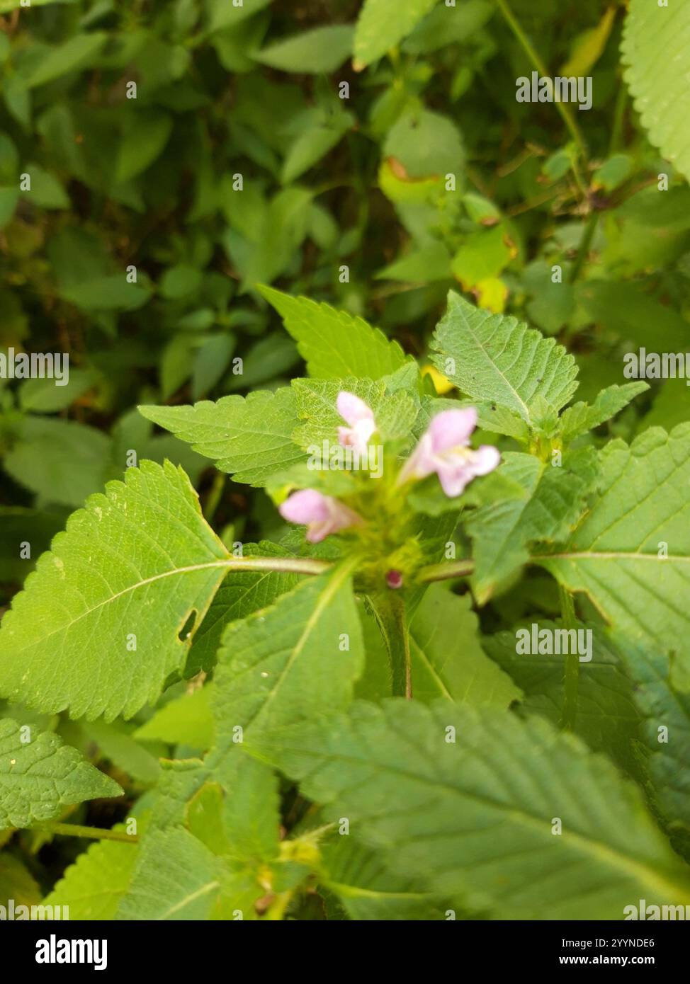 Common hemp-nettle (Galeopsis tetrahit Stock Photo - Alamy