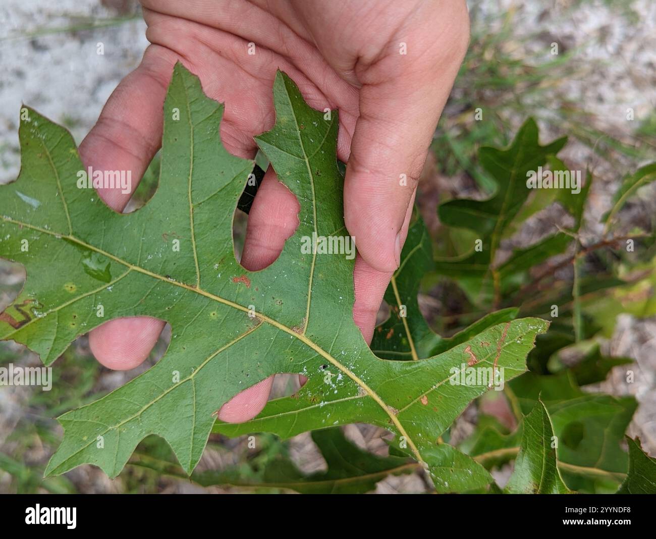 American turkey oak (Quercus laevis Stock Photo - Alamy