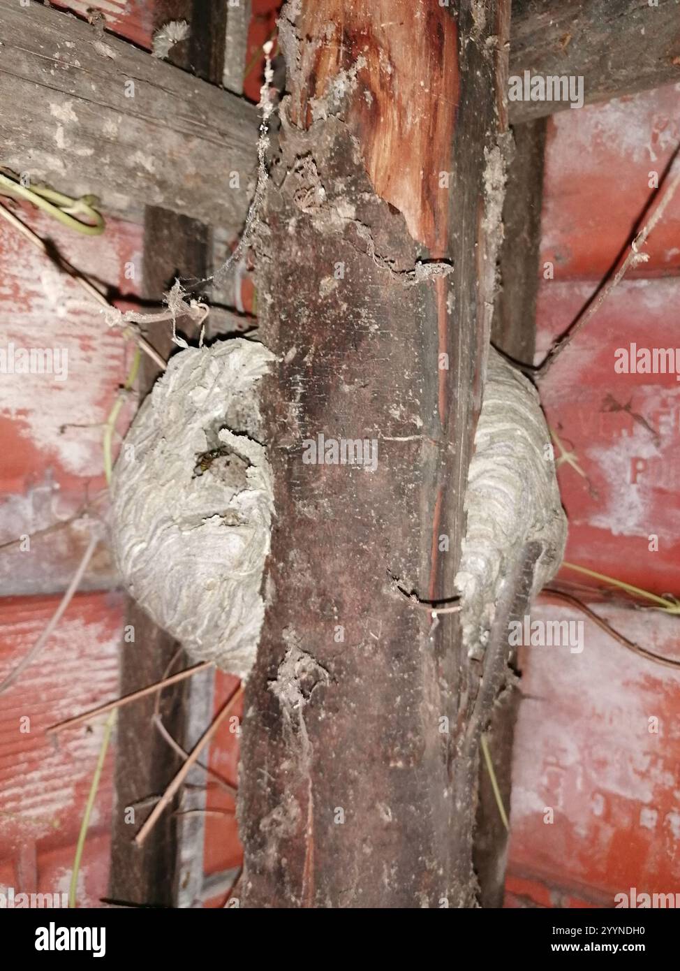 Hornets and Yellowjackets (Vespinae Stock Photo - Alamy