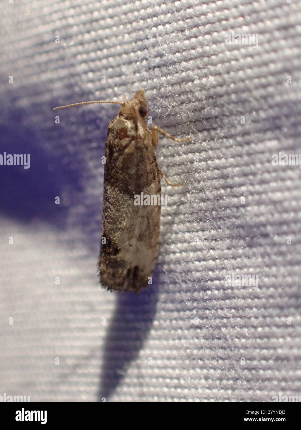 Eye-spotted Bud Moth (Spilonota ocellana Stock Photo - Alamy