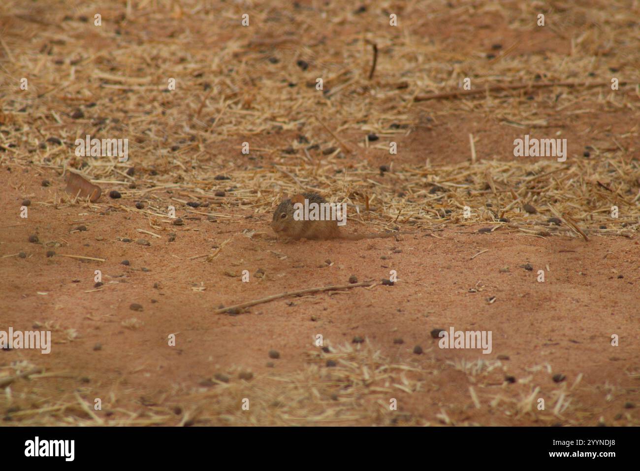Old World Mice and Rats (Muridae Stock Photo - Alamy