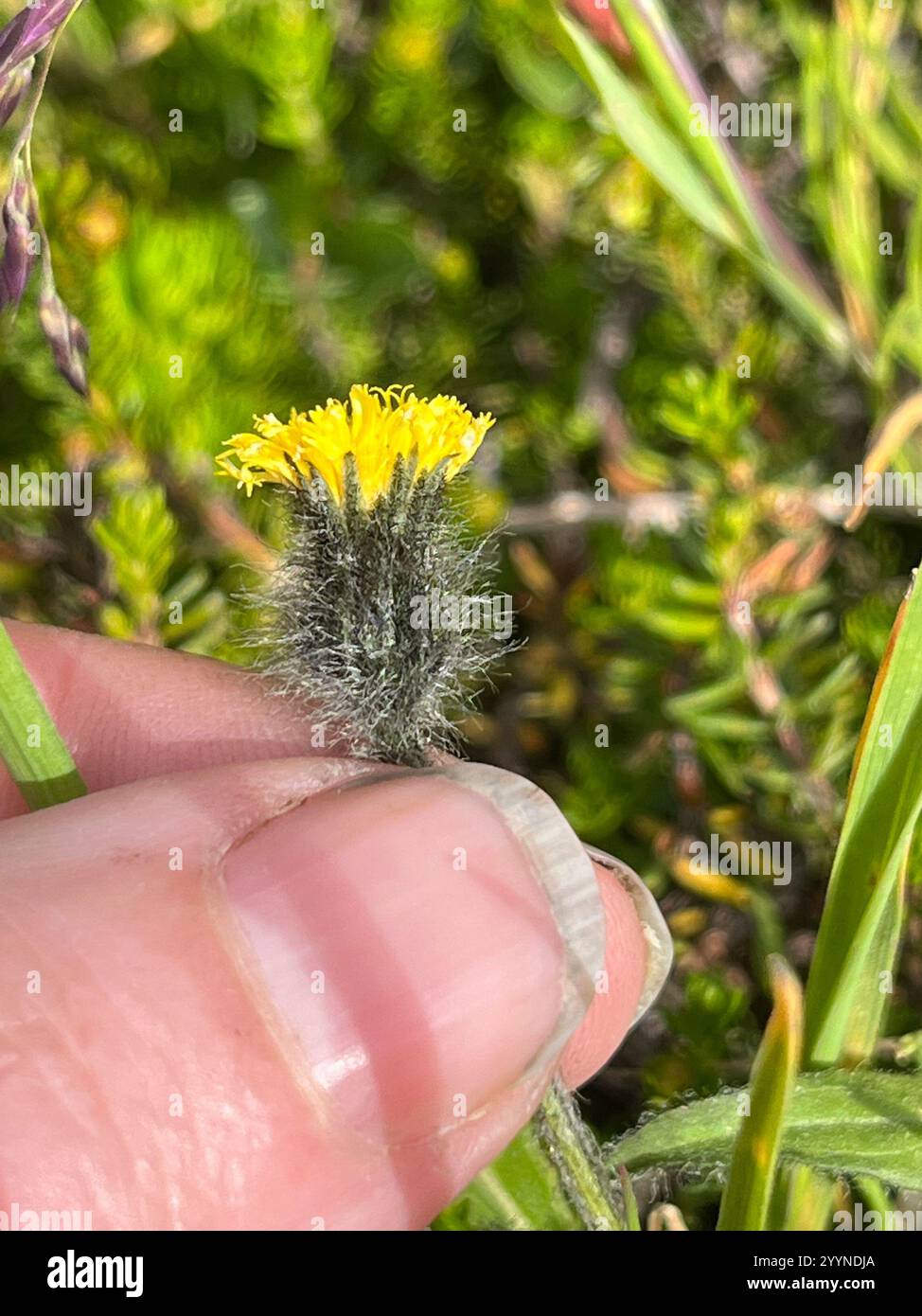 Slender hawkweed hi-res stock photography and images - Alamy
