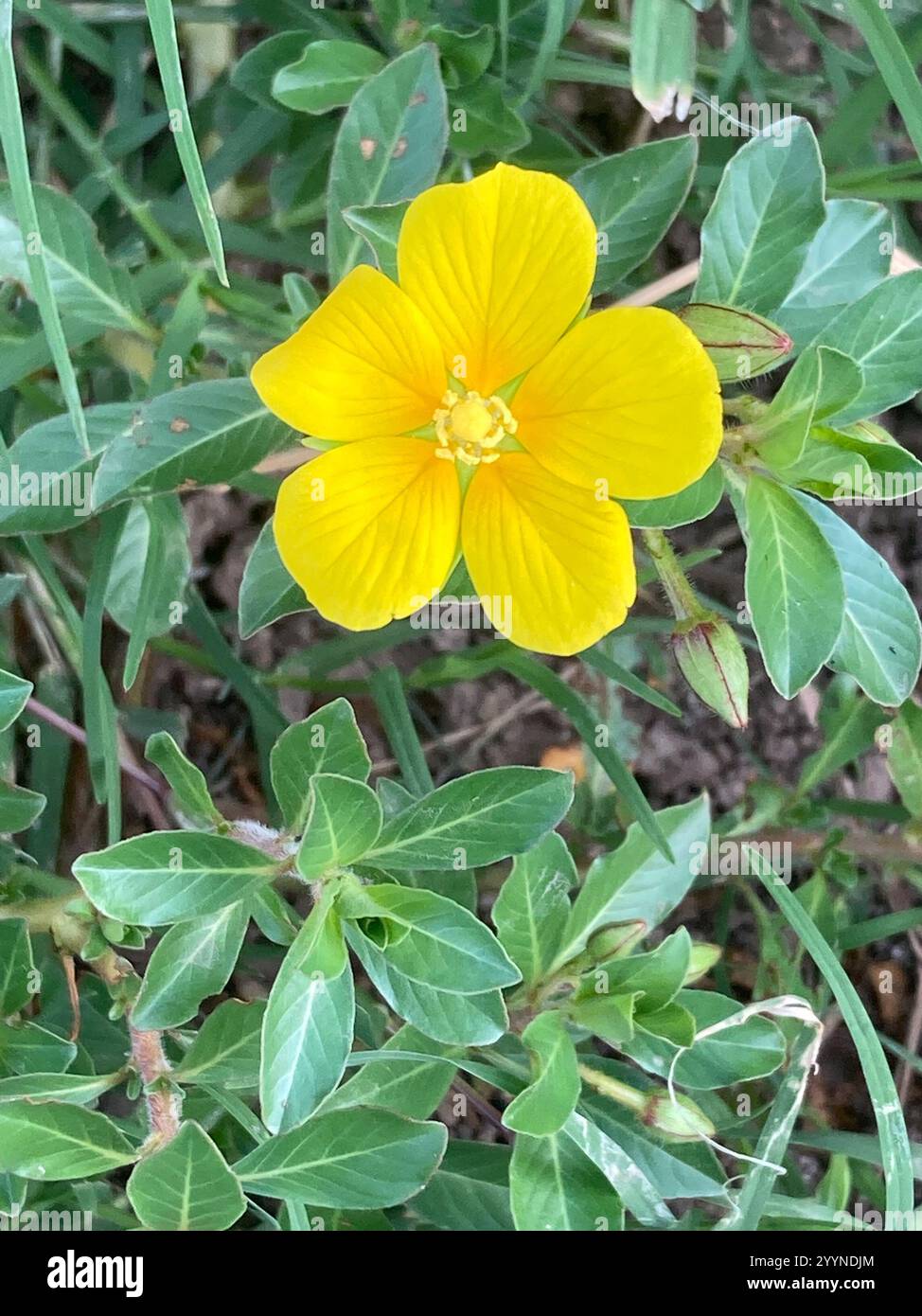 floating primrose-willow (Ludwigia peploides Stock Photo - Alamy