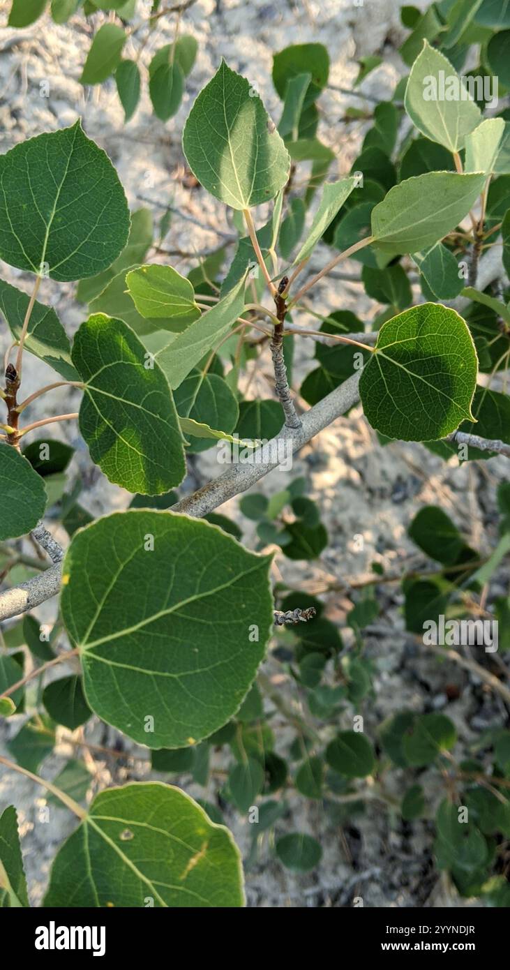 quaking aspen (Populus tremuloides Stock Photo - Alamy