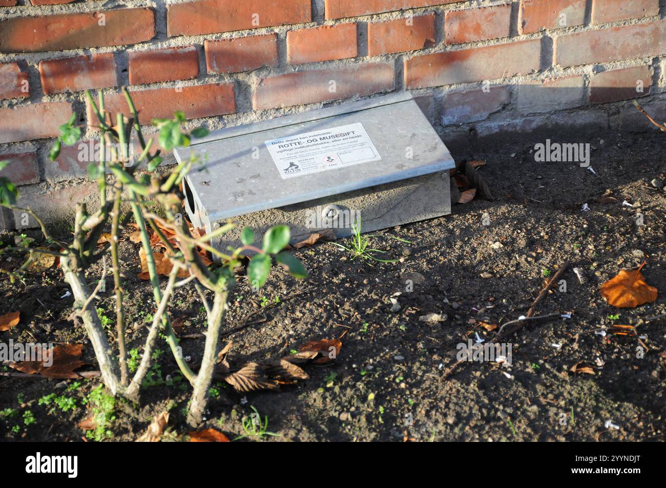 Copenhagen/ DenmarK/22 DECEMBER 2024/ mouse and rats checher box among ...