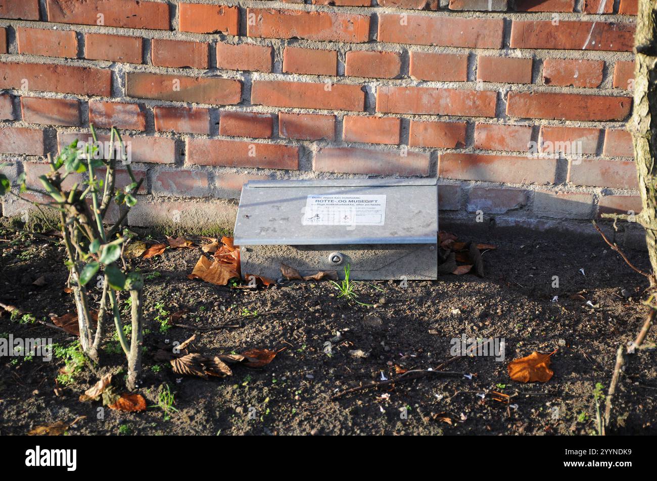 Rats checher hi-res stock photography and images - Alamy