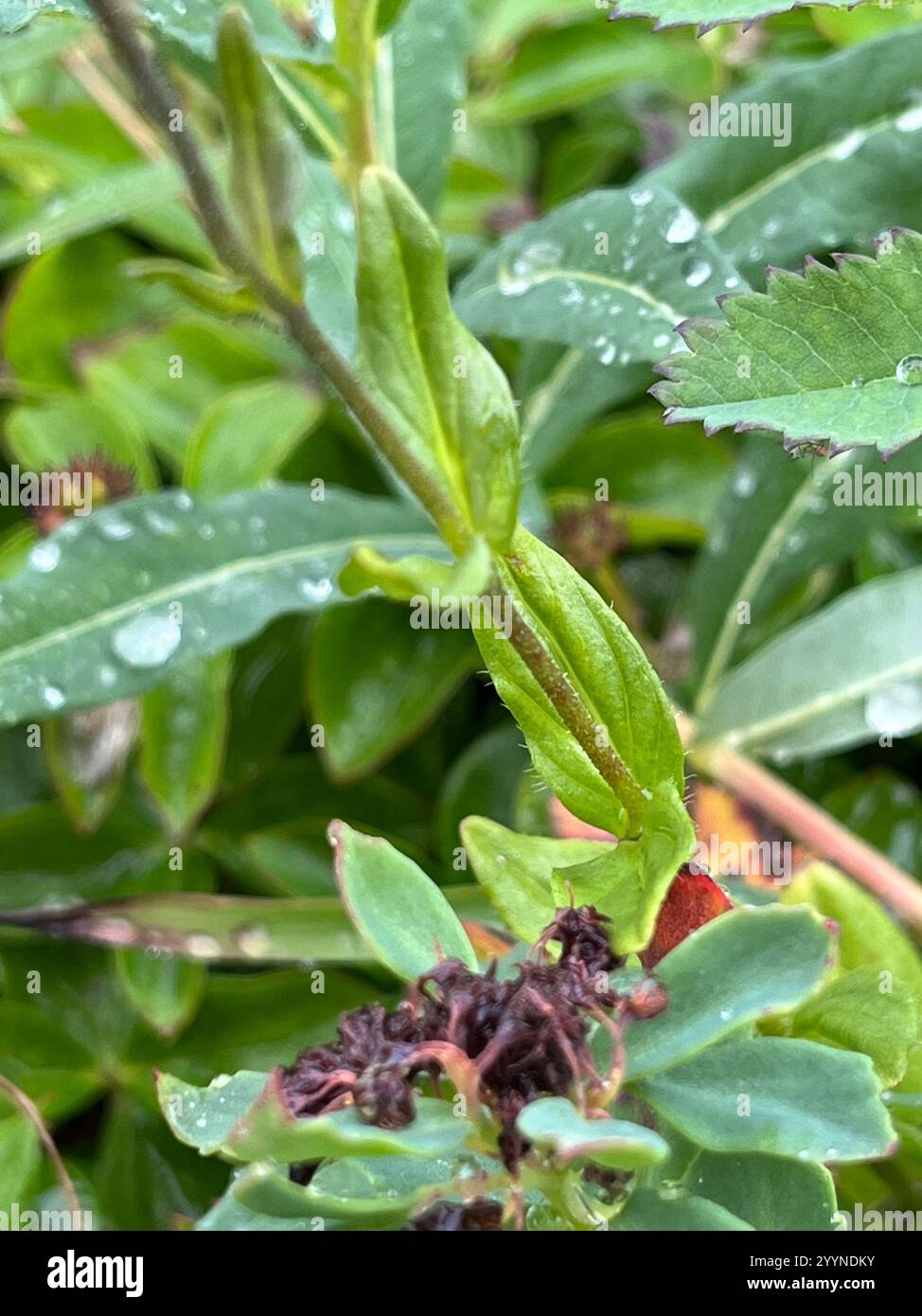 American alpine speedwell hi-res stock photography and images - Alamy