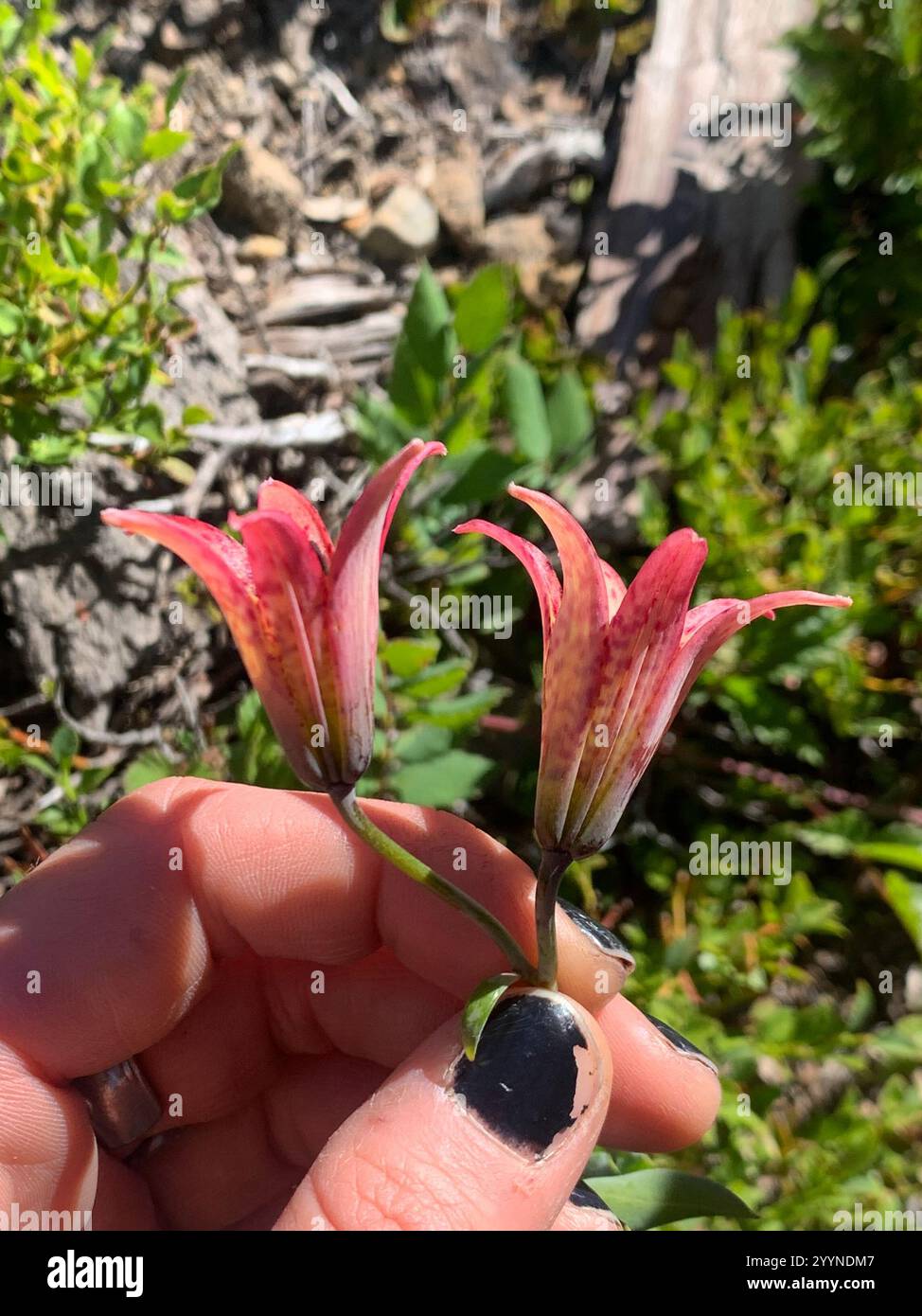 bolander's lily (Lilium bolanderi Stock Photo - Alamy