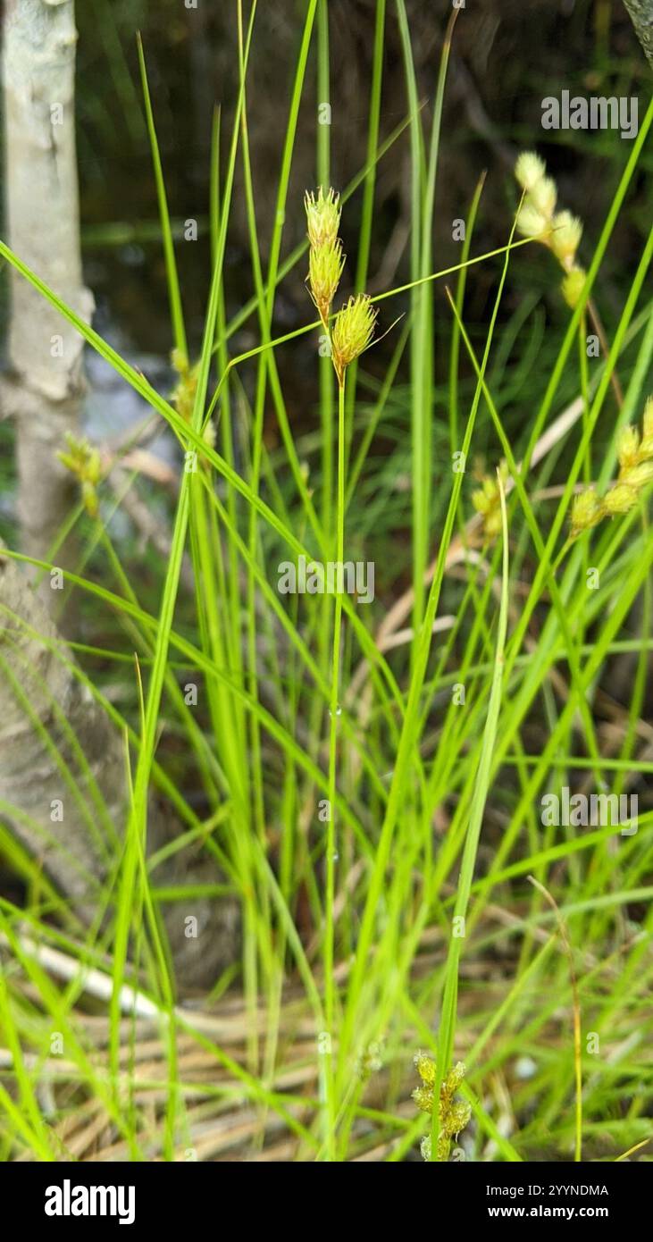 pointed broom sedge (Carex scoparia Stock Photo - Alamy