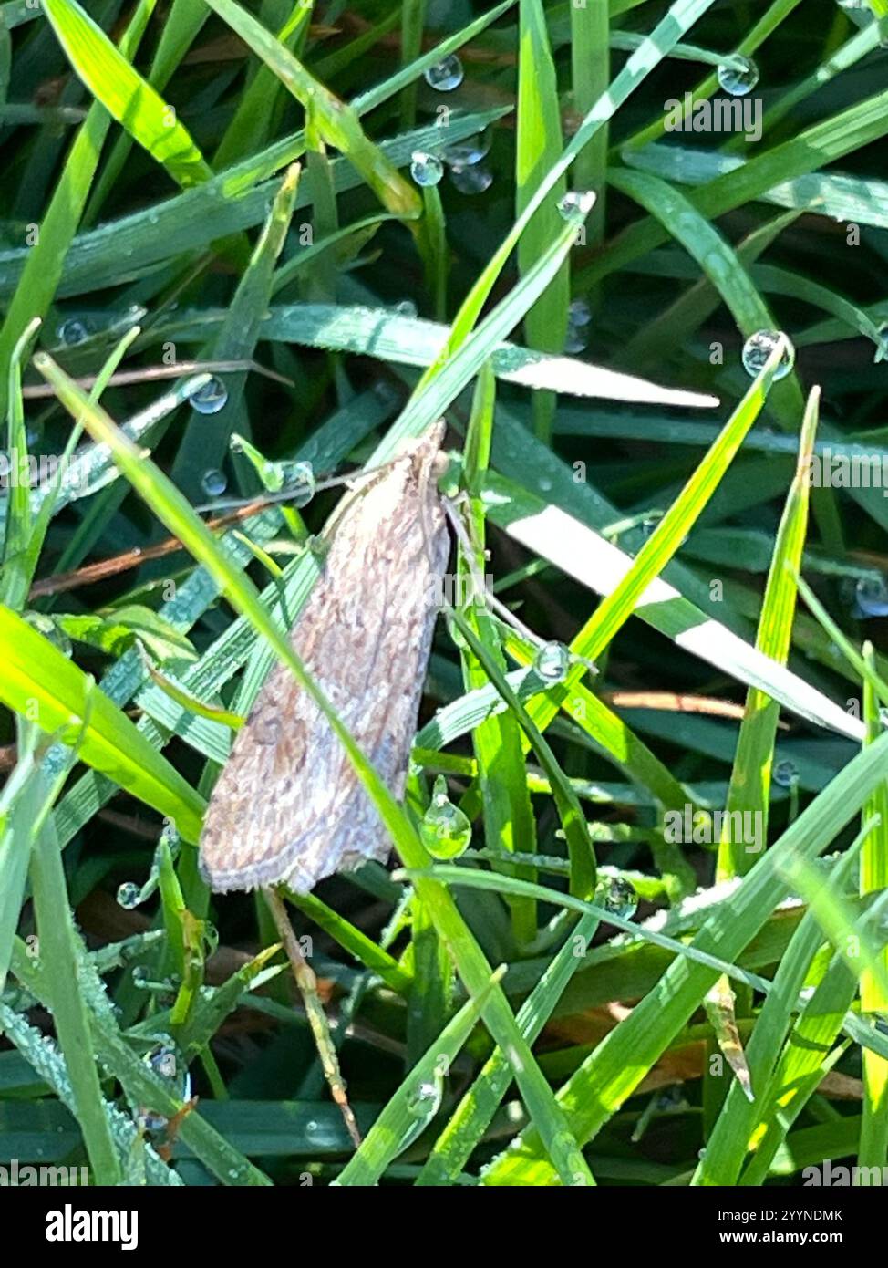 Lucerne Moth (Nomophila nearctica Stock Photo - Alamy
