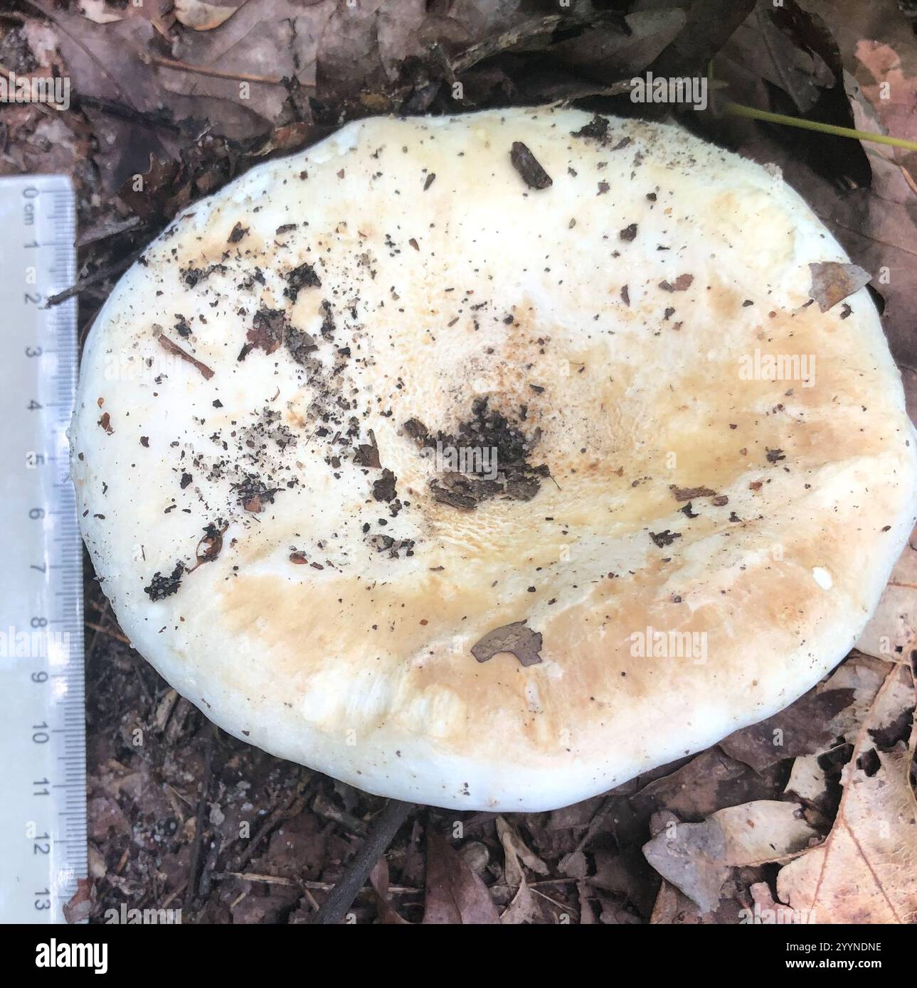 Peppery Milkcap (Lactifluus piperatus Stock Photo - Alamy