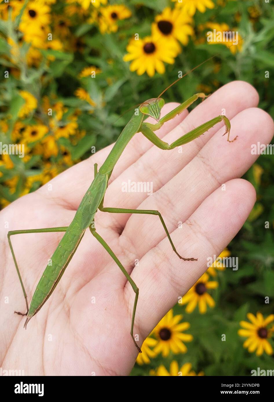 Narrow-winged Mantis (Tenodera angustipennis Stock Photo - Alamy