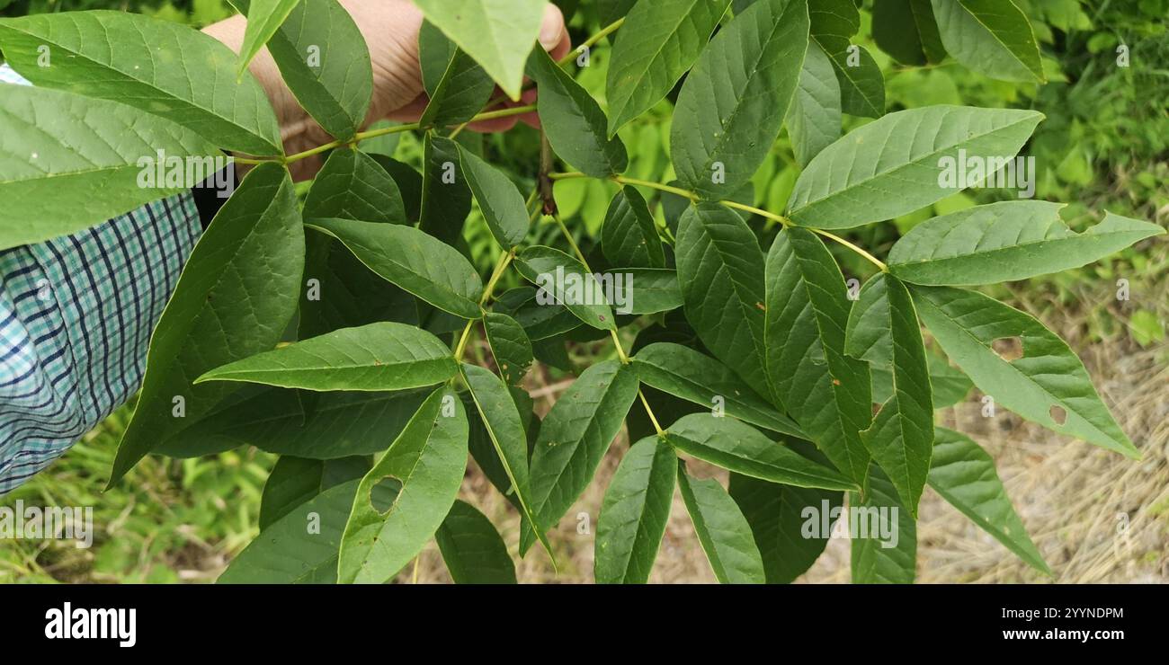 green ash (Fraxinus pennsylvanica Stock Photo - Alamy