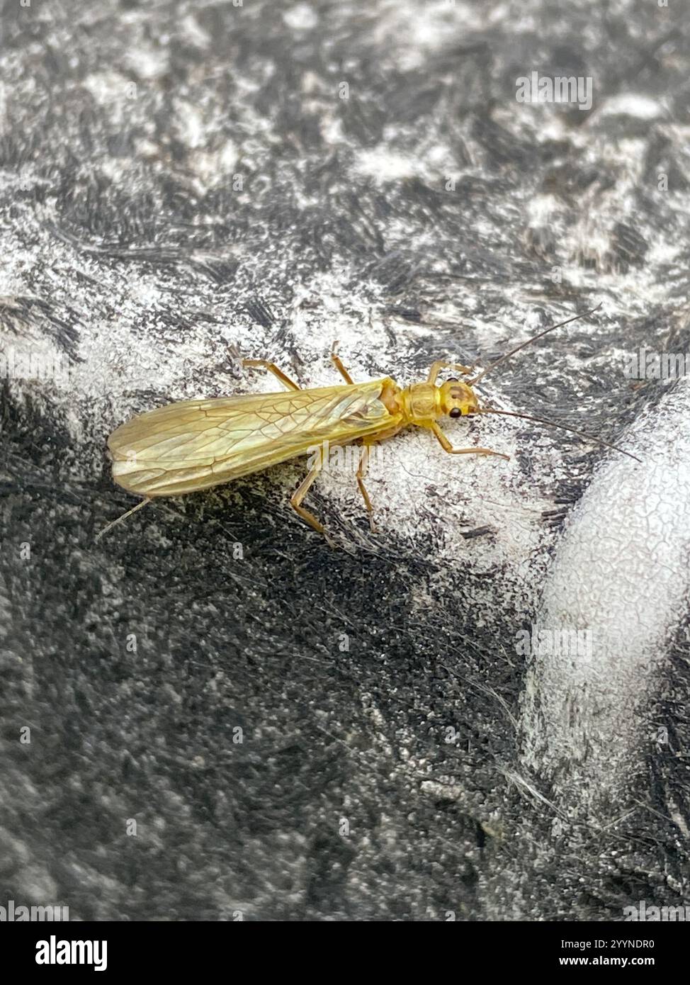 Yellow Sally Stonefly (Isoperla grammatica Stock Photo - Alamy