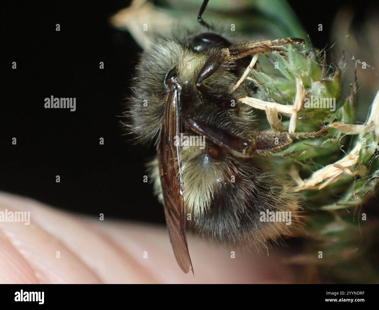Sitka Bumble Bee (Bombus sitkensis Stock Photo - Alamy