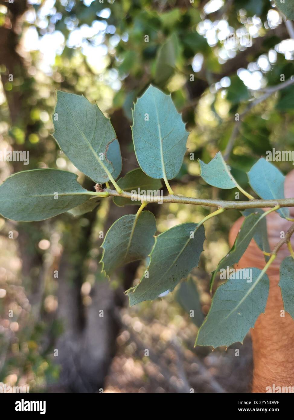 canyon live oak (Quercus chrysolepis Stock Photo - Alamy