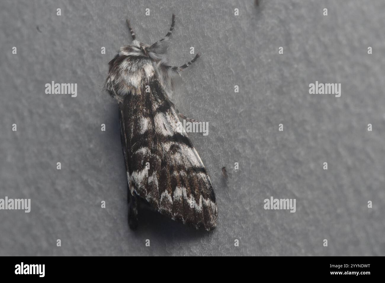 Western Panthea Moth (Panthea virginarius Stock Photo - Alamy