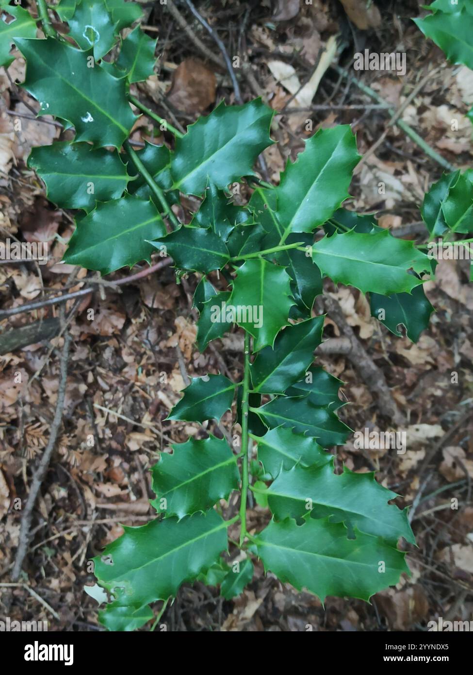 European holly (Ilex aquifolium Stock Photo - Alamy