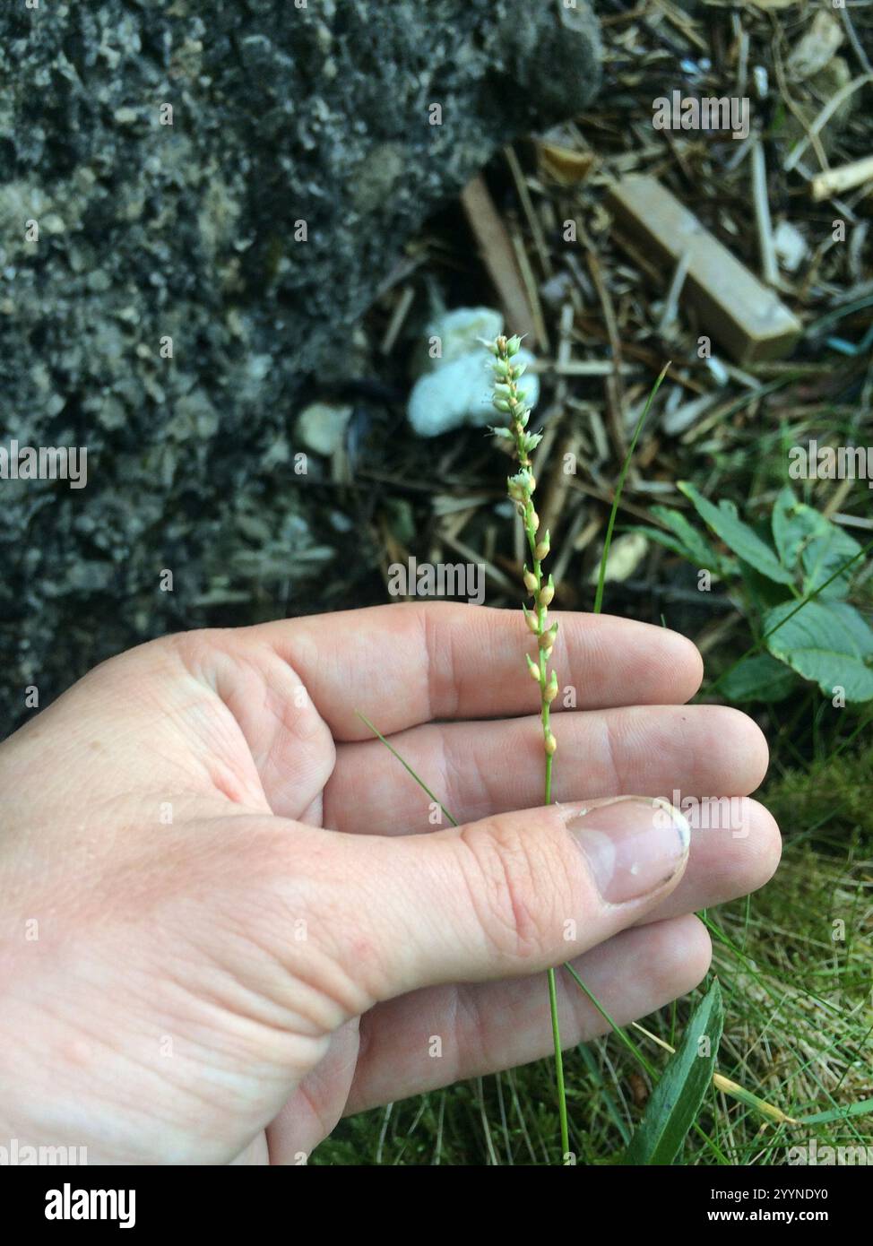 alpine bistort (Bistorta vivipara Stock Photo - Alamy