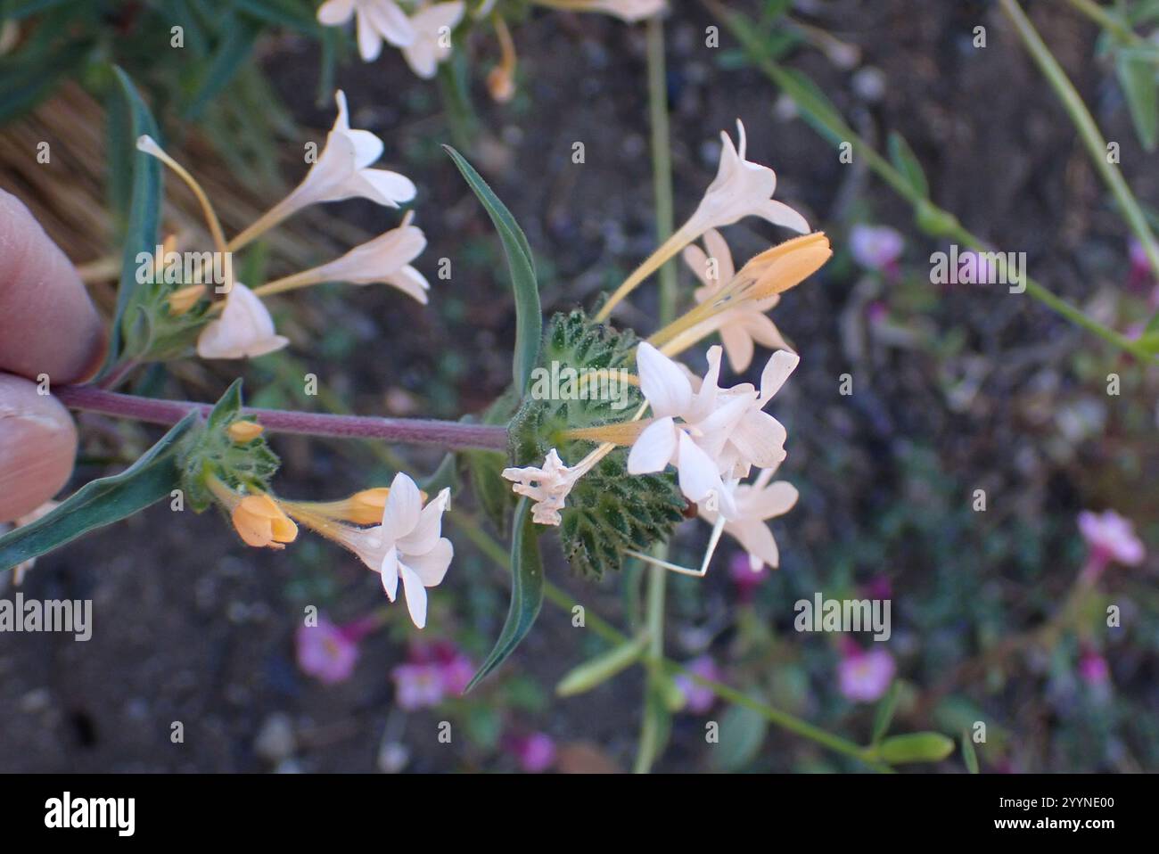 grand collomia (Collomia grandiflora Stock Photo - Alamy