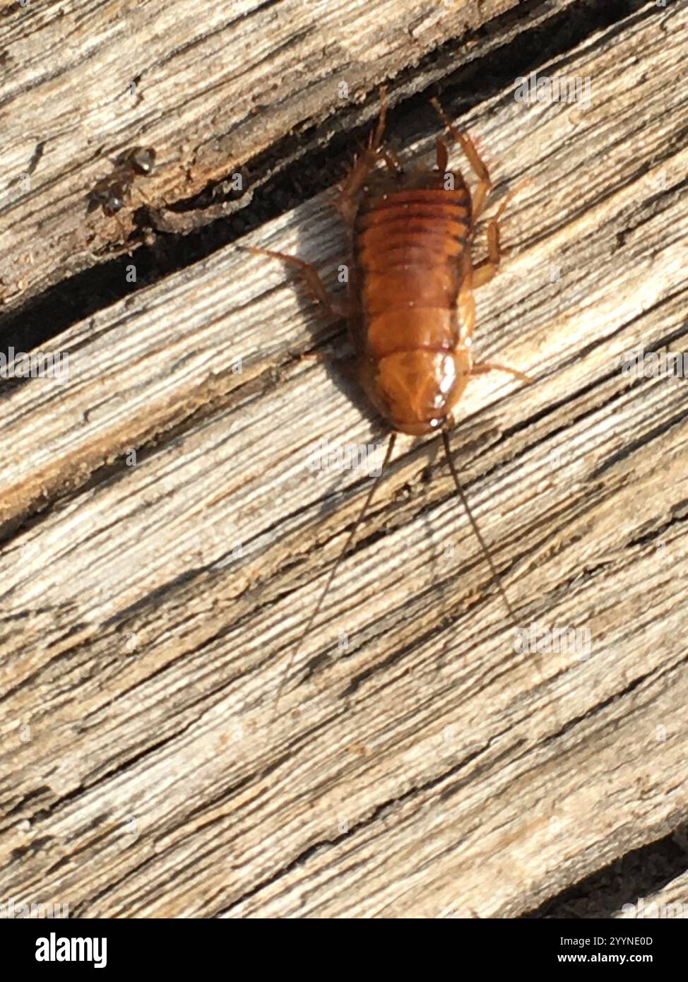 North American Wood Cockroaches (Parcoblatta Stock Photo - Alamy